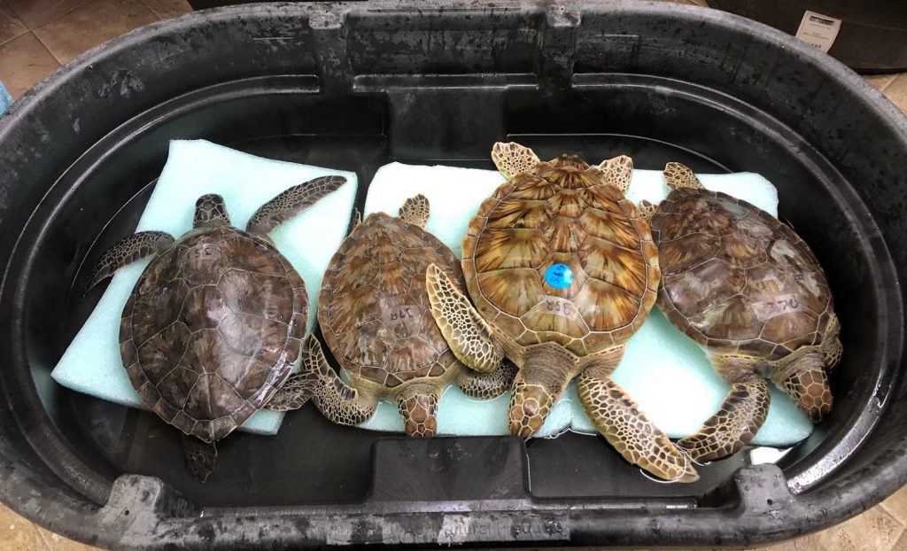 Sea Turtles | Texas Sealife Center
