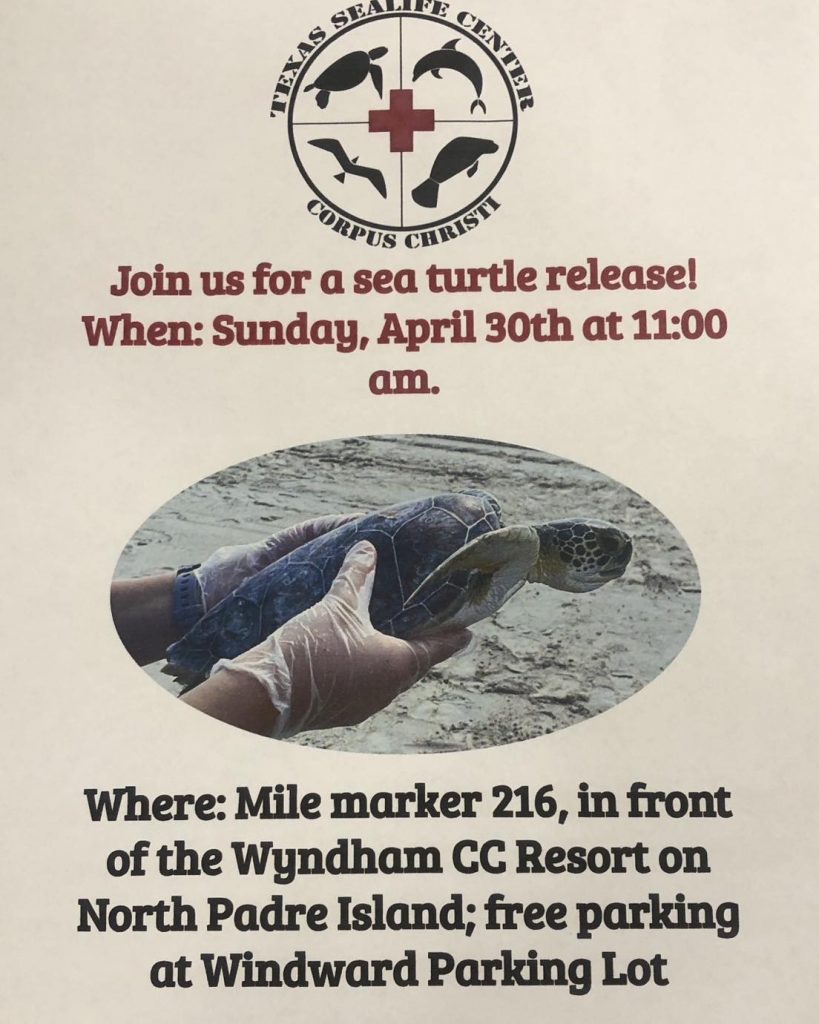 Turtle Release | Texas Sealife Center