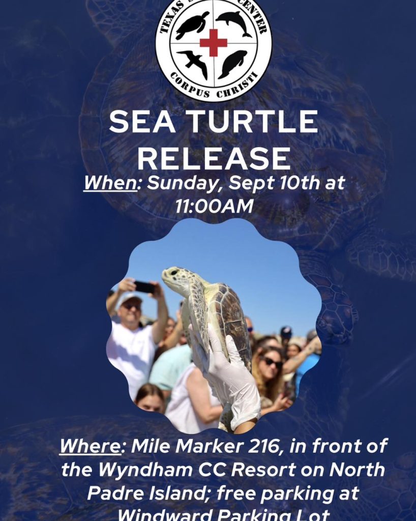 Sea Turtle Release | Texas Sealife Center